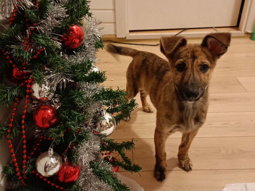 Щенок в добрые руки отдам бесплатно