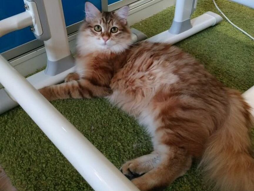 Кошка Сибирская кошка Отдам