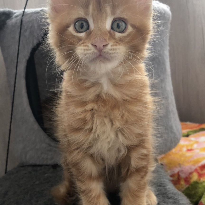 Мейнкун девочка котенок