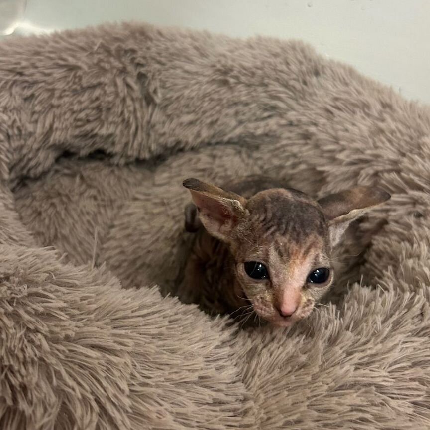 Донской сфинкс котёнок