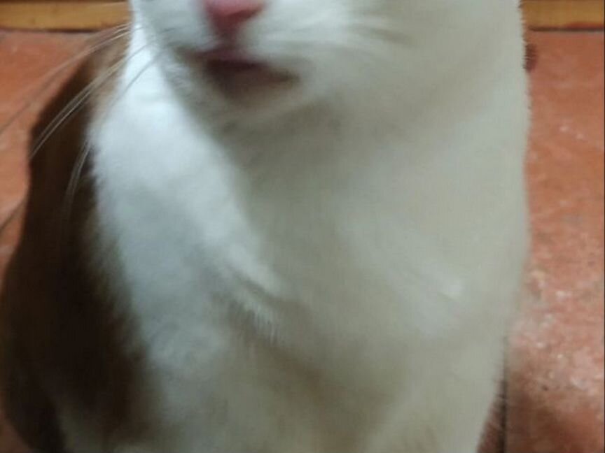 Котик Кеша ищет новый дом