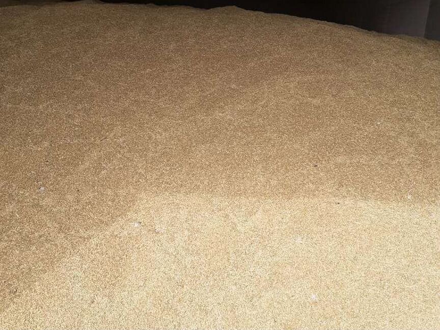 Зерно ячмень