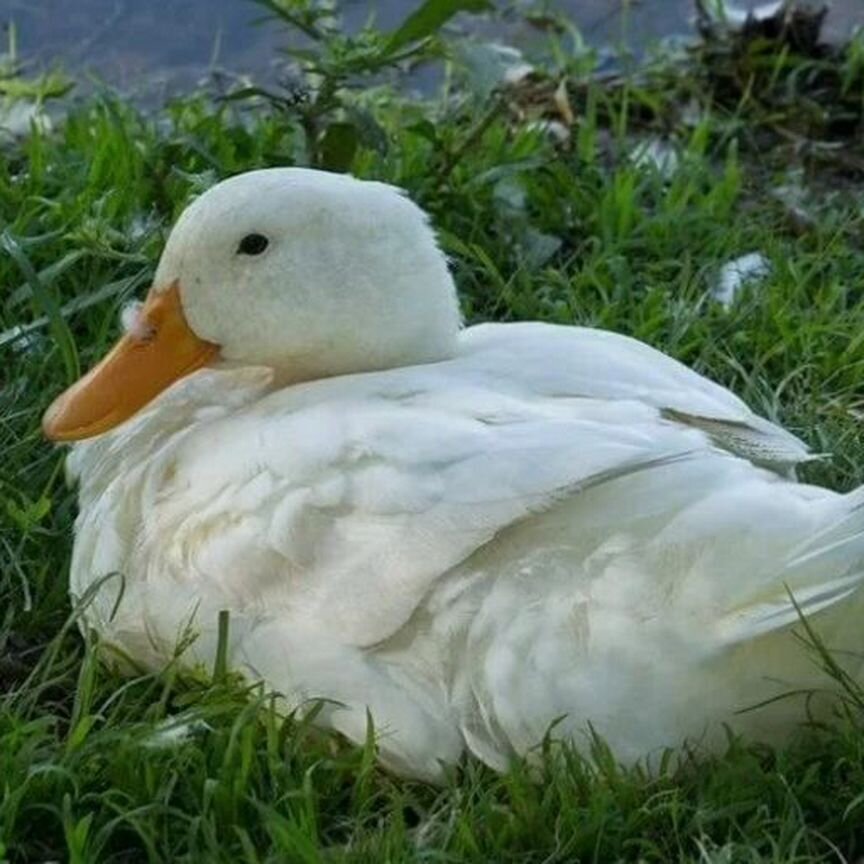 Утки шипуны