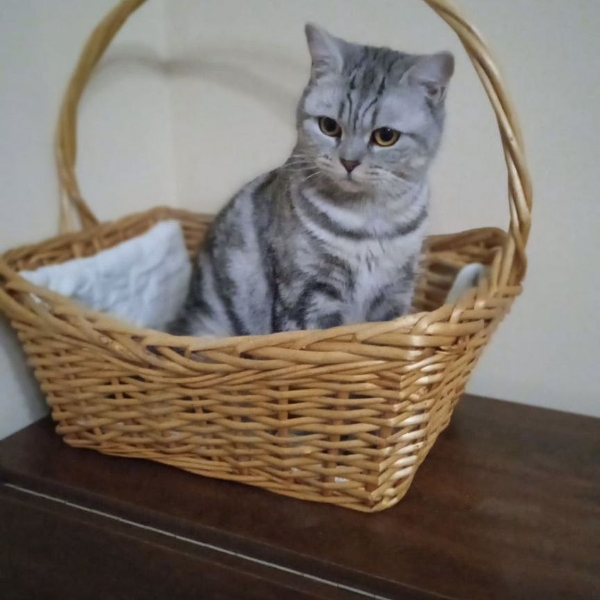 Шотландская кошечка в дар