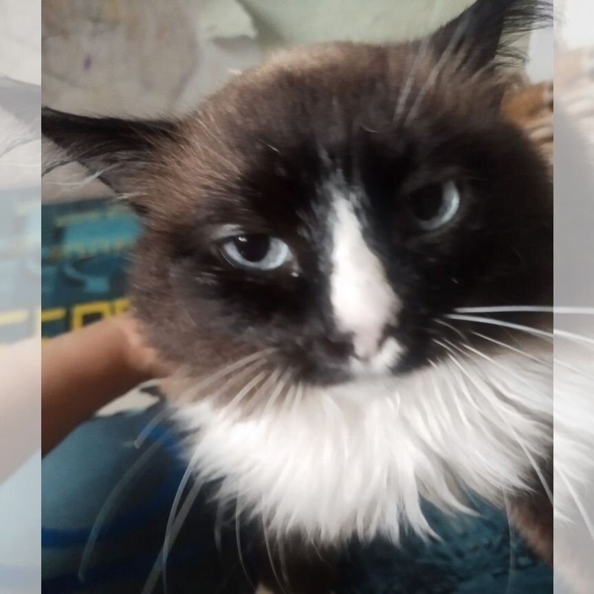 Сиамский, взрослый кот