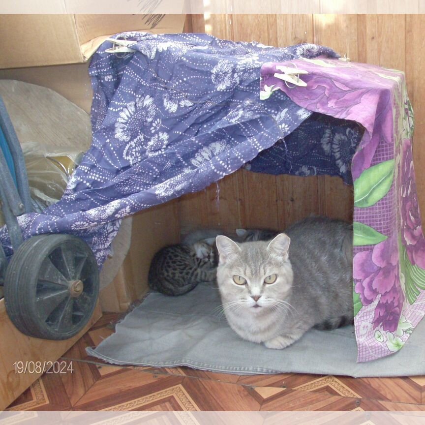 Полушотландские котята в добрые руки