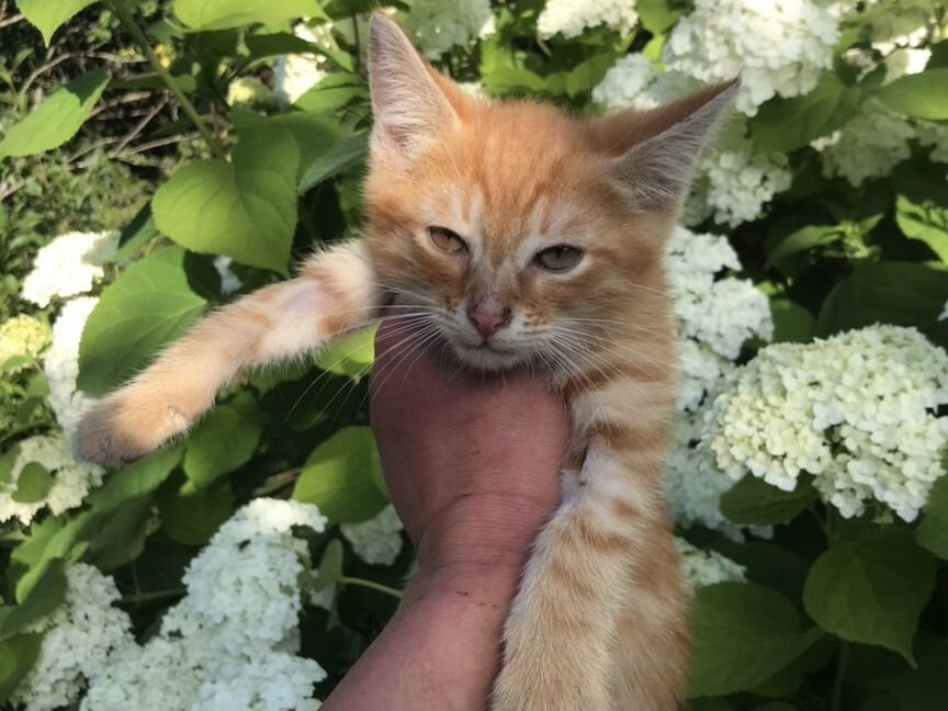 Котята спасеныши