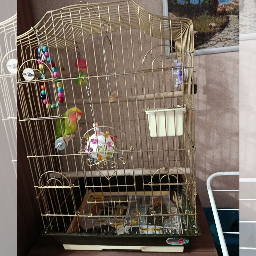 Ручной говорящий попугай