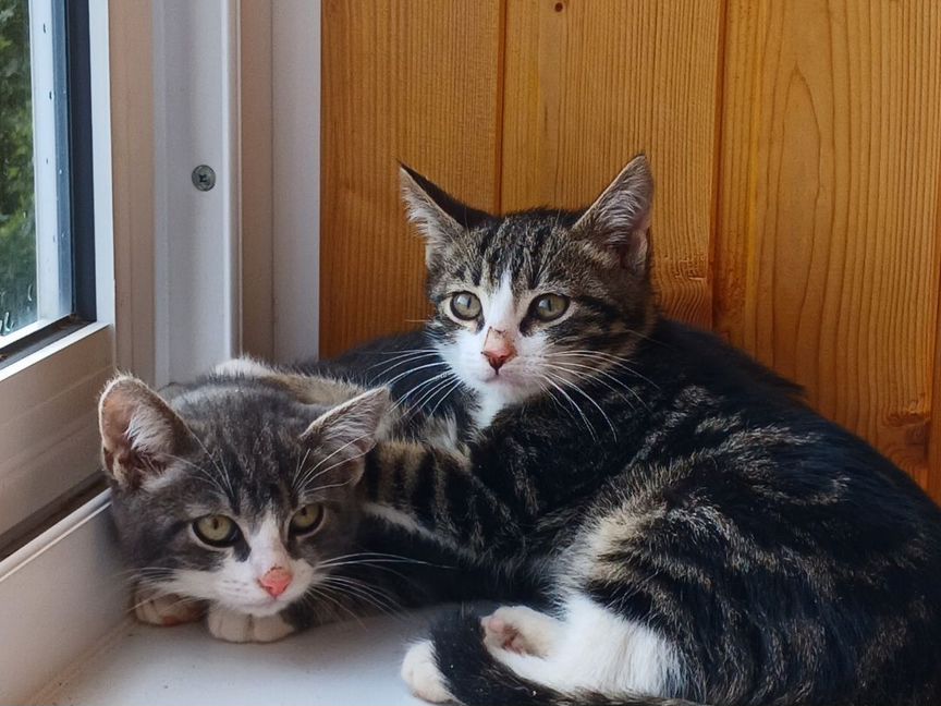 Котята в добрые руки