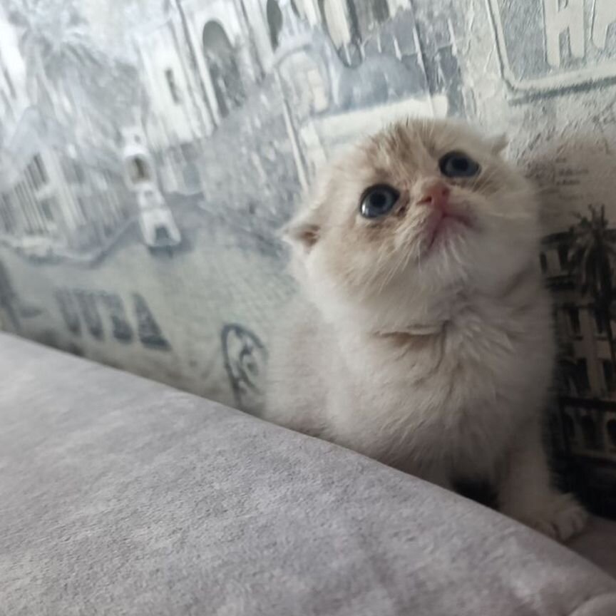 Шотландский вислоухий короткошёрстный котёнок