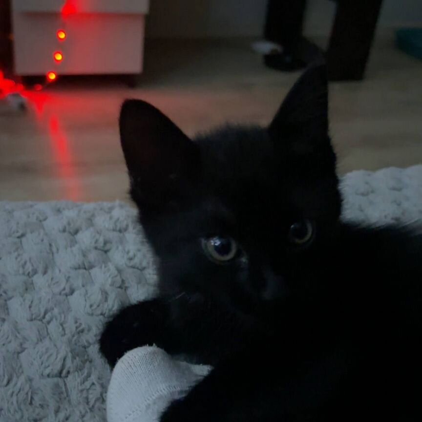 Отдам бесплатно котёнка