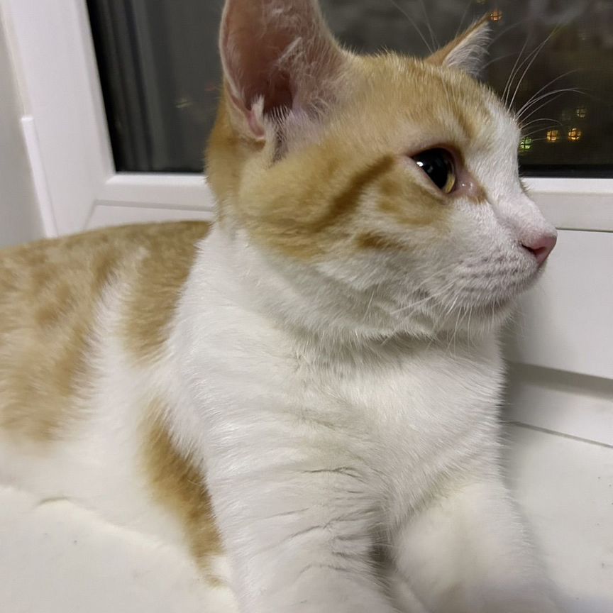 Котенок в добрые руки бесплатно