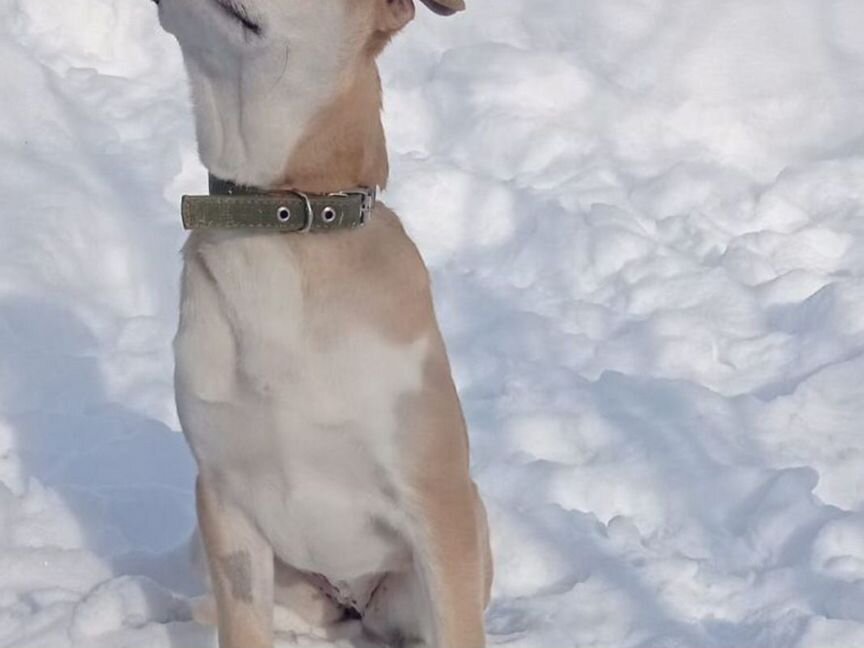 Щенок 6 месяцев