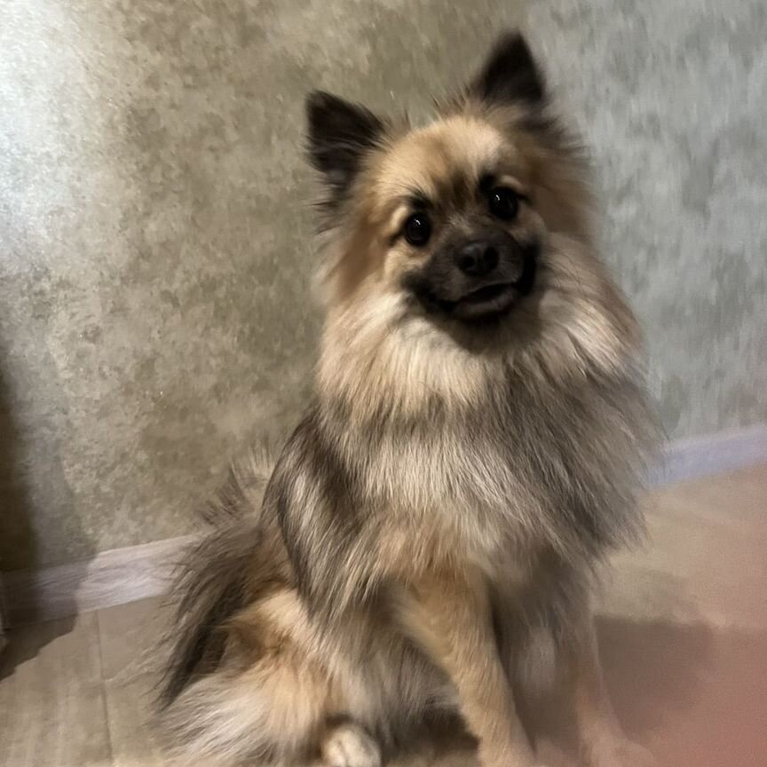 Шпиц немецкий