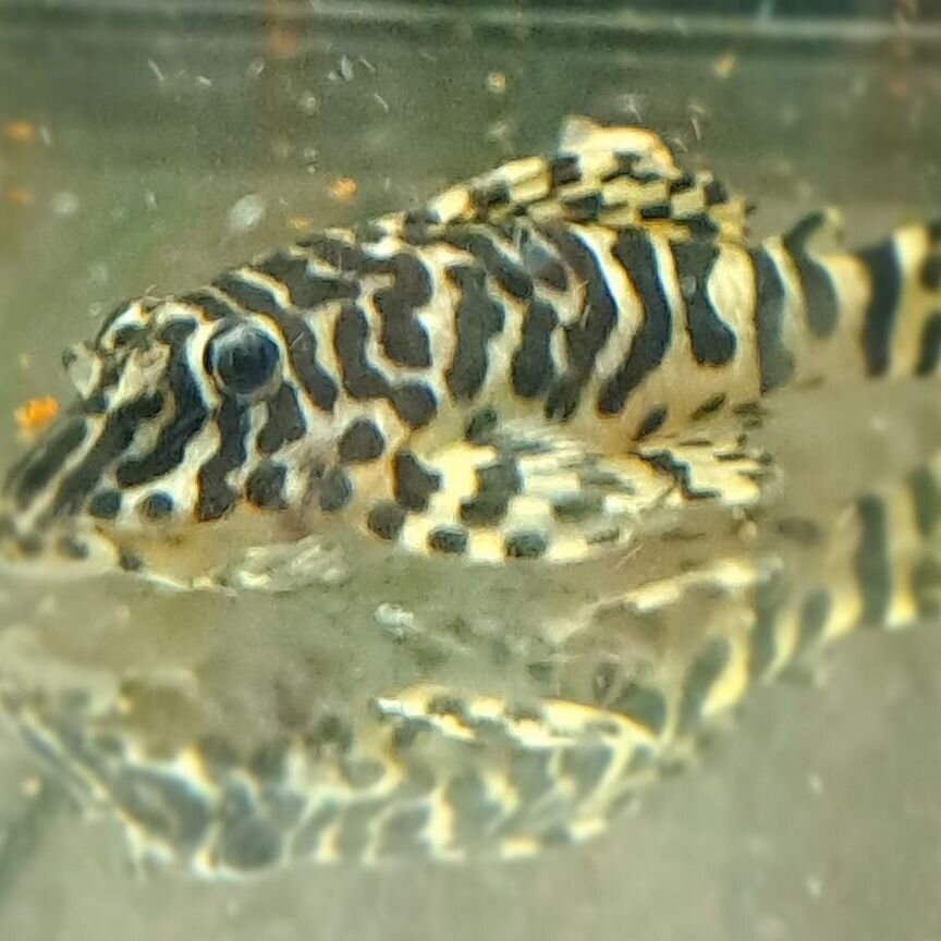 Анциструс медовые соты, L 134