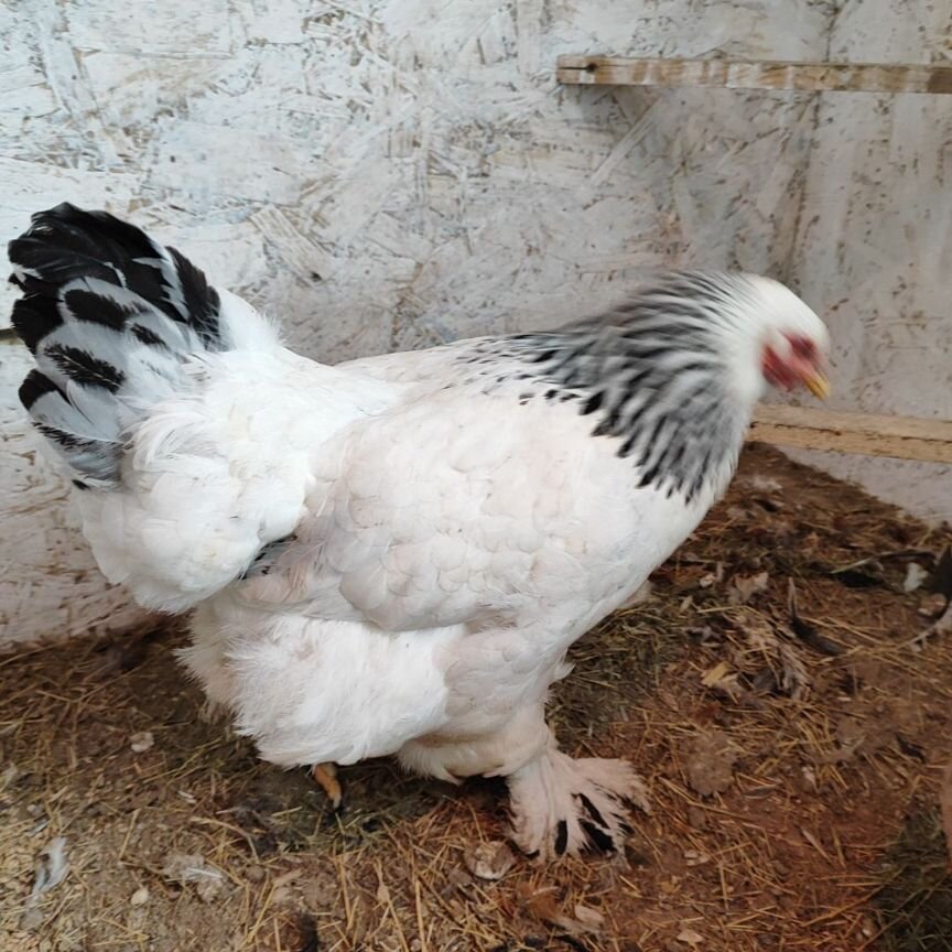 Продам курочек Брама