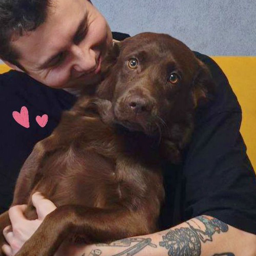 Взрослая собака в добрые руки