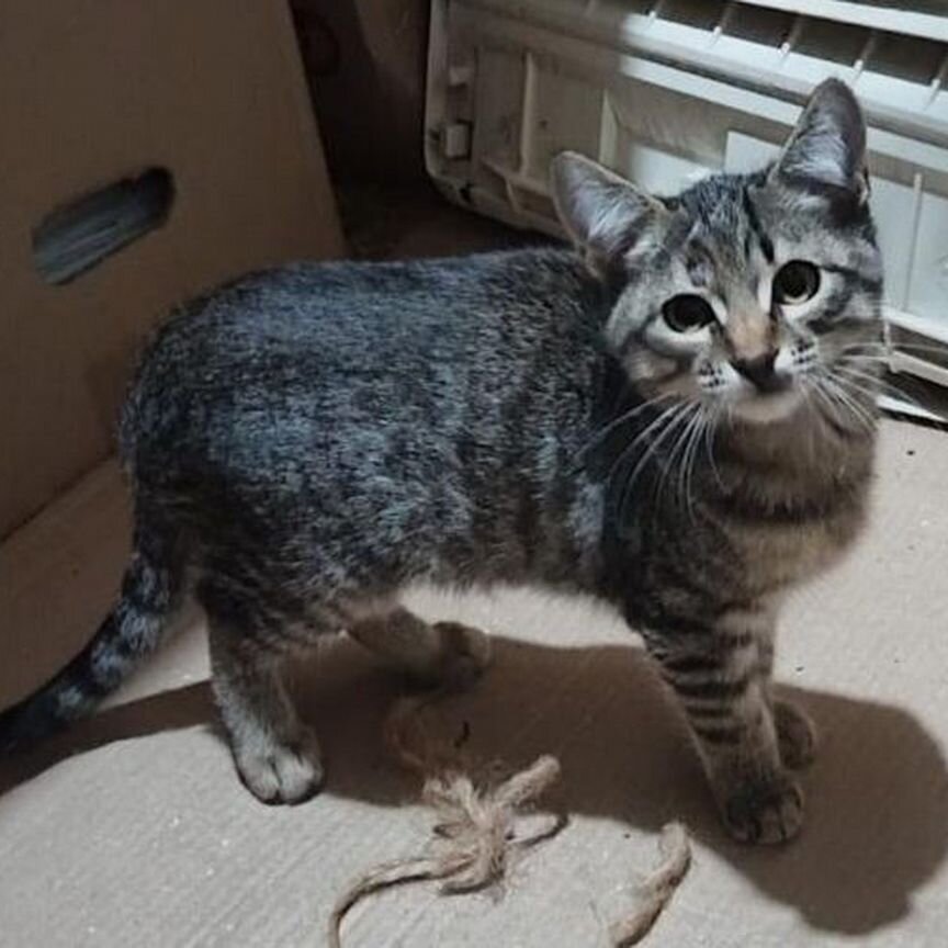 Котёнок в добрые руки