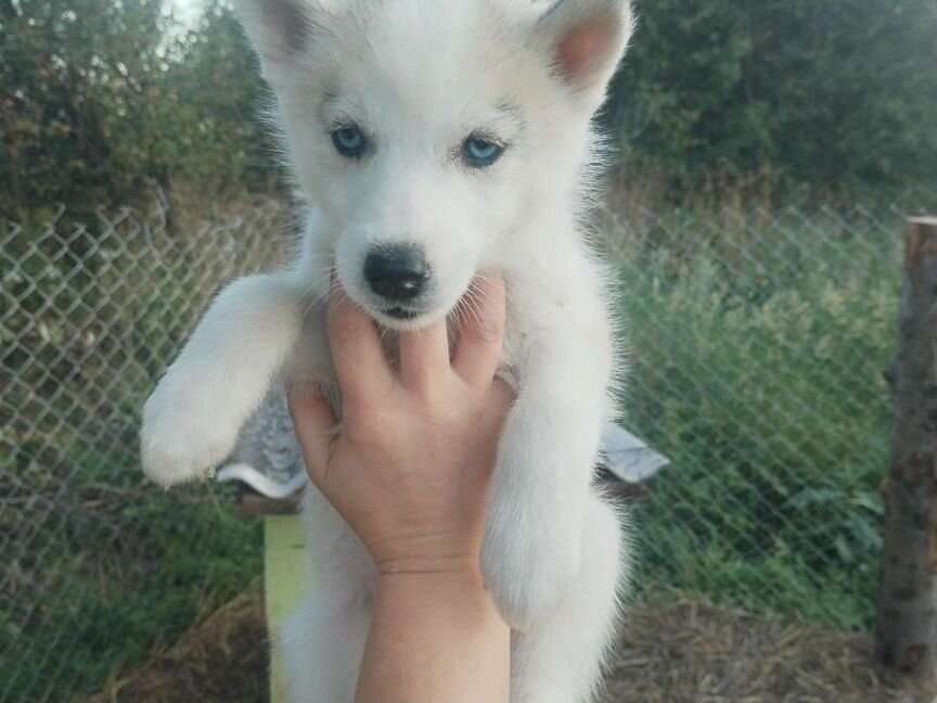 Щенки сибирской хаски