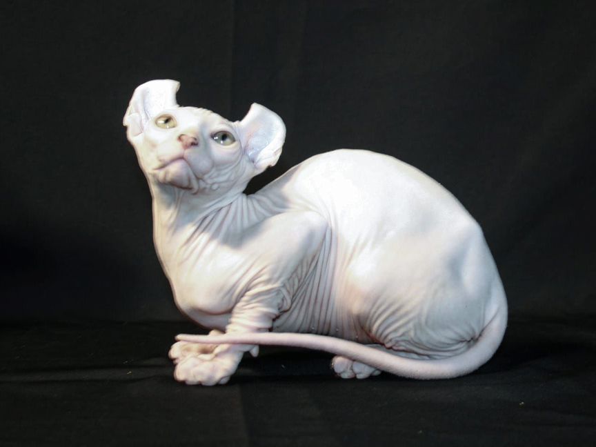 Белоснежный эльф с геном разноглазия