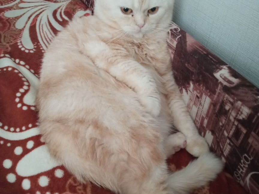 Шотландский вислоухий кот бесплатно