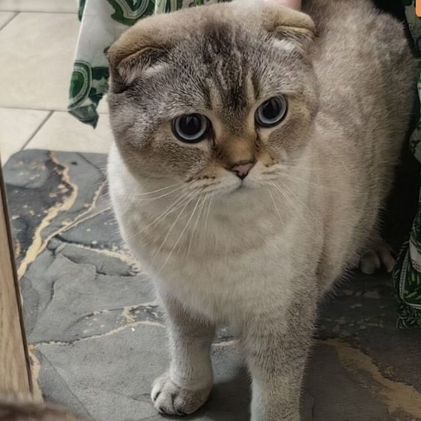 Шотландский вислоухий короткошёрстный котёнок