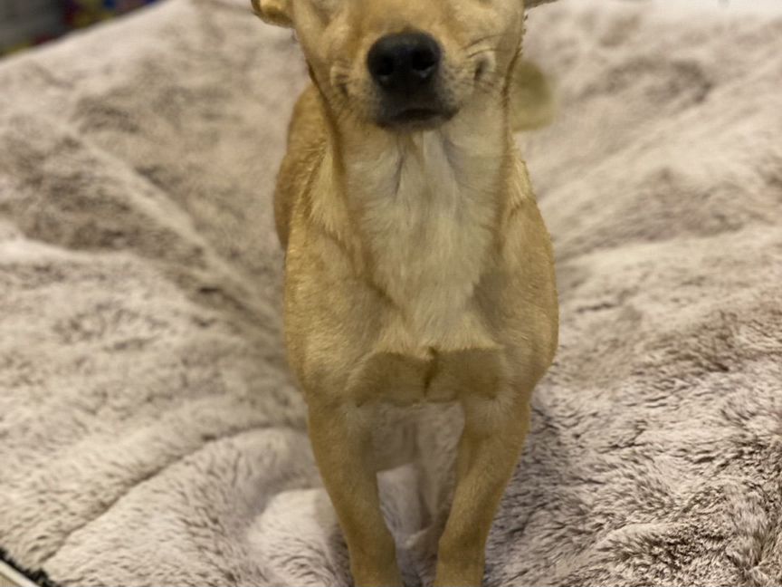 Маленькая ласковая собака в добрые руки