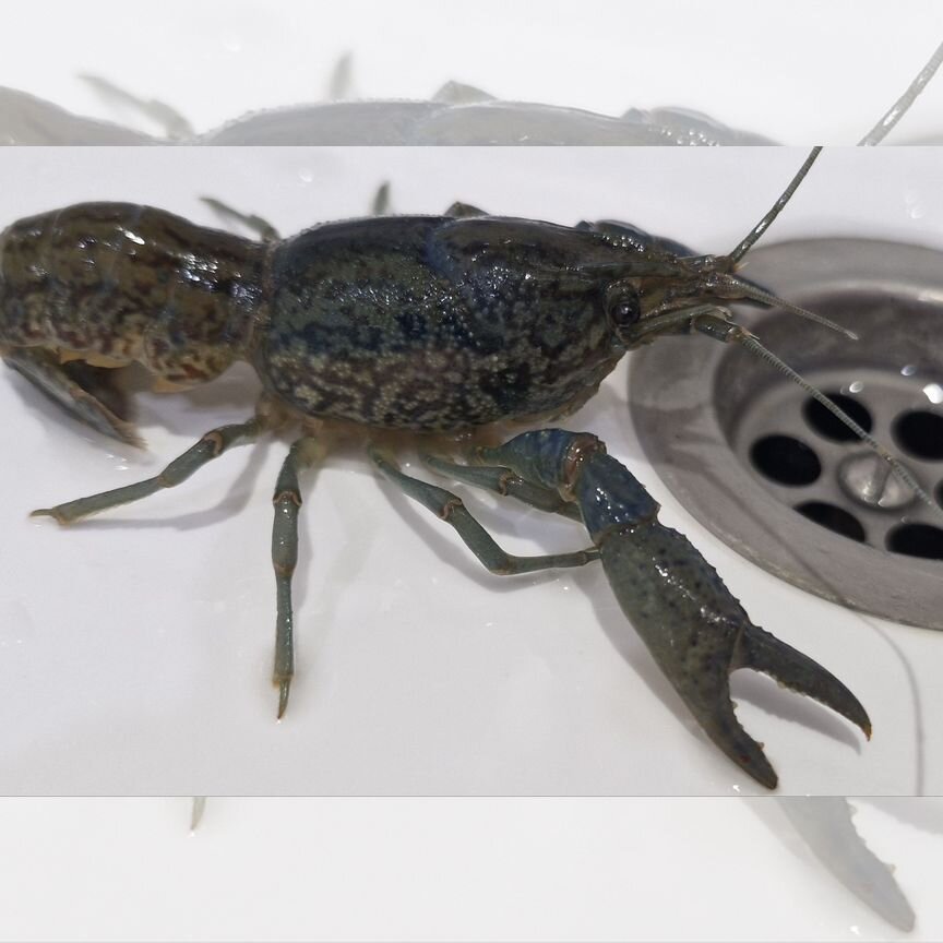 Аквариумные мраморные раки