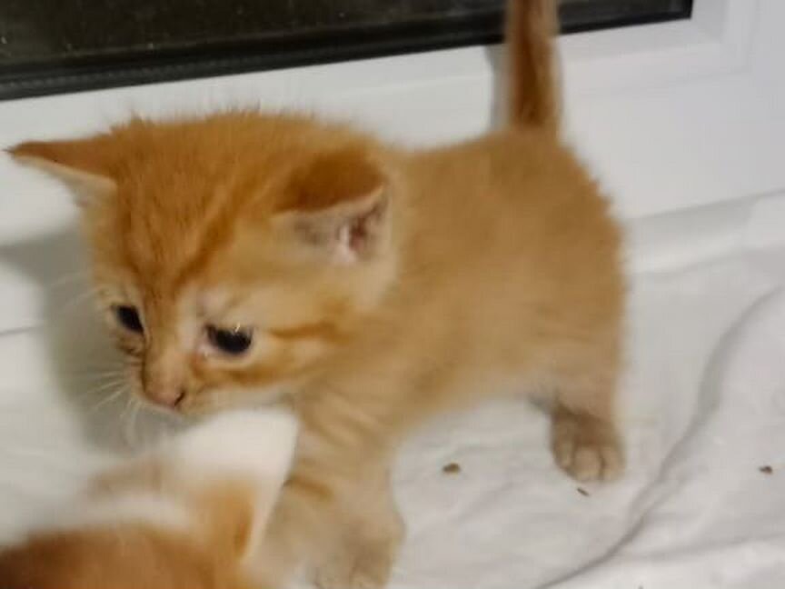 Котята 1 месяц от уличной кошки