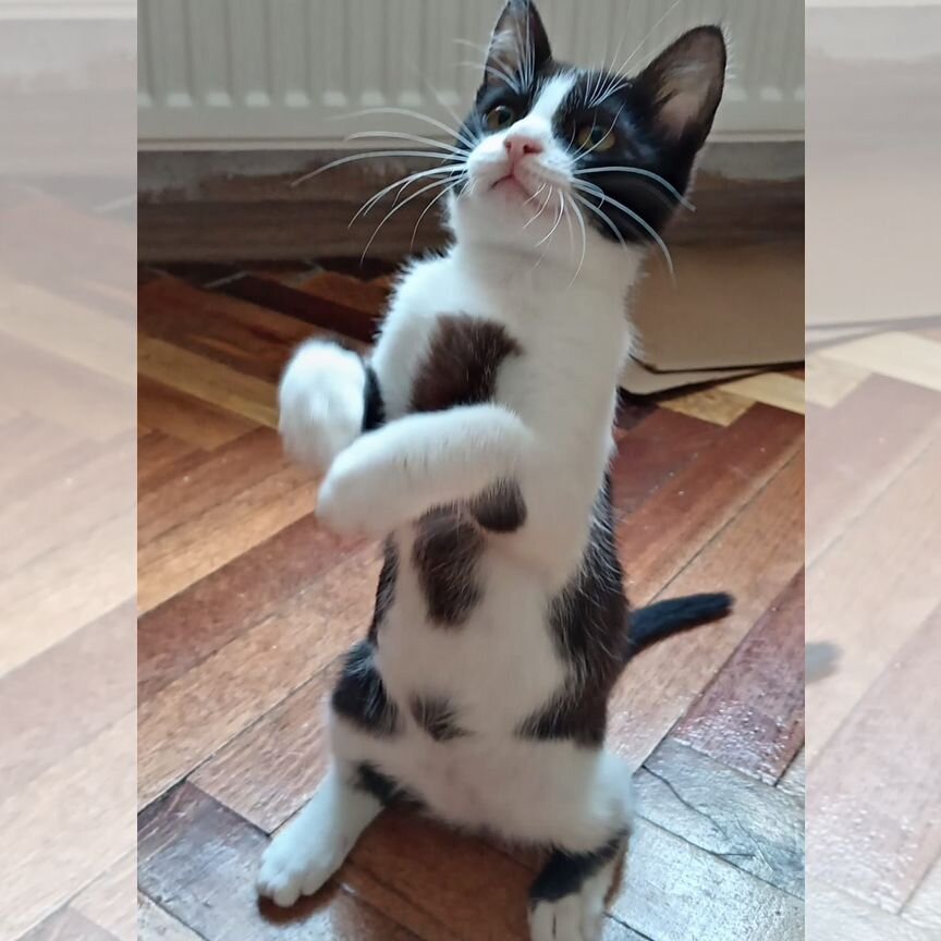 Котенок
