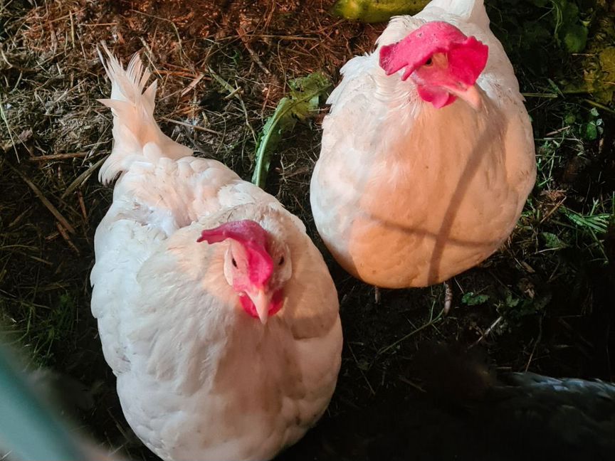 Куры несушки продам