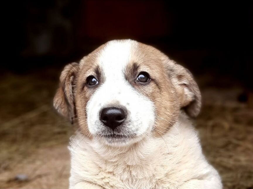 Бутуз в добрые руки