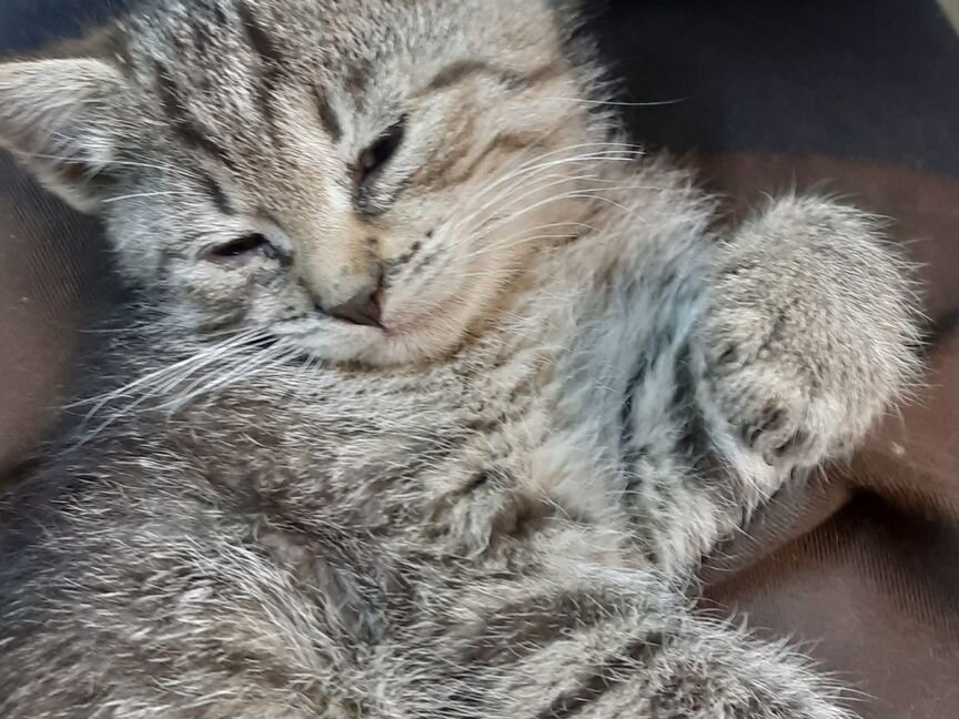 Котёнок Тиша