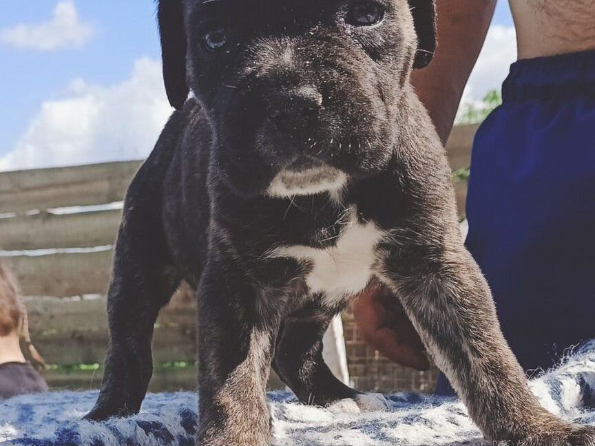 Кане Корсо щены