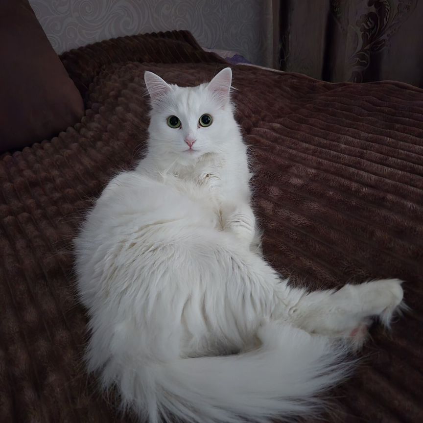 Вязка кошек