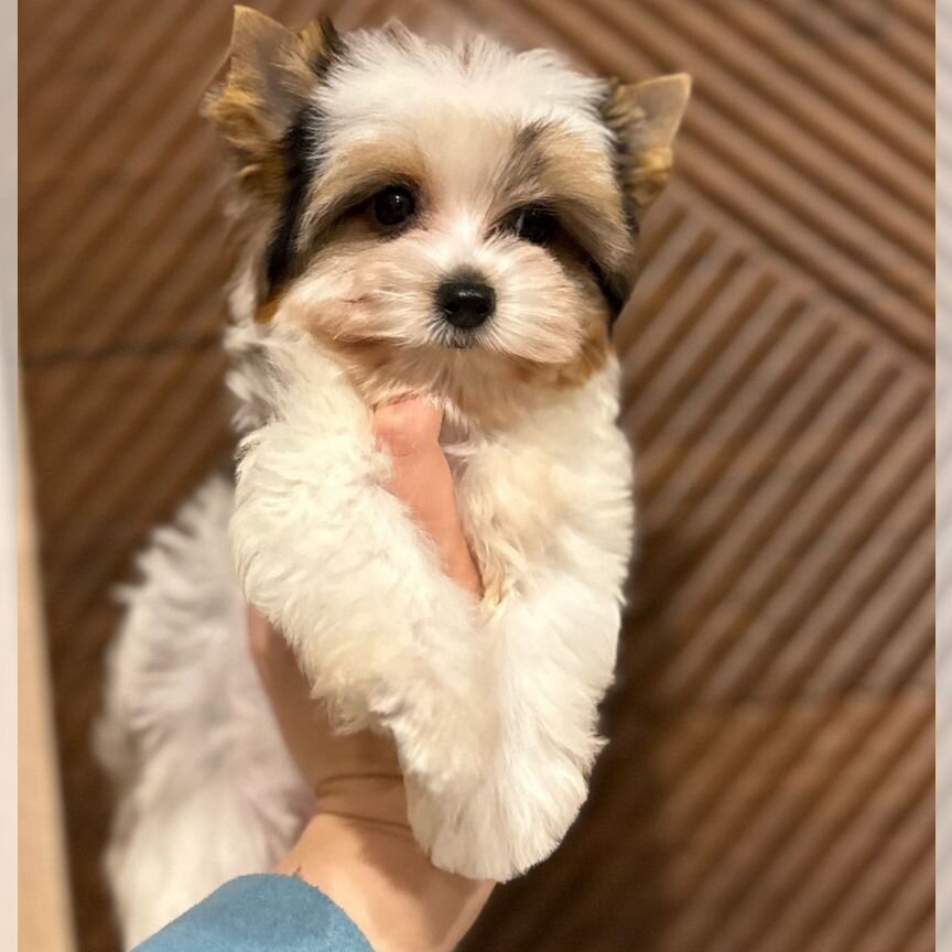 Йоркширский терьер, щенок