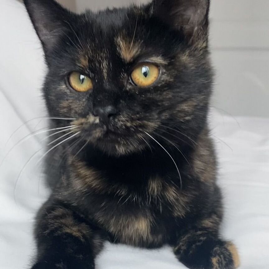 Роскошная рысь в подарок