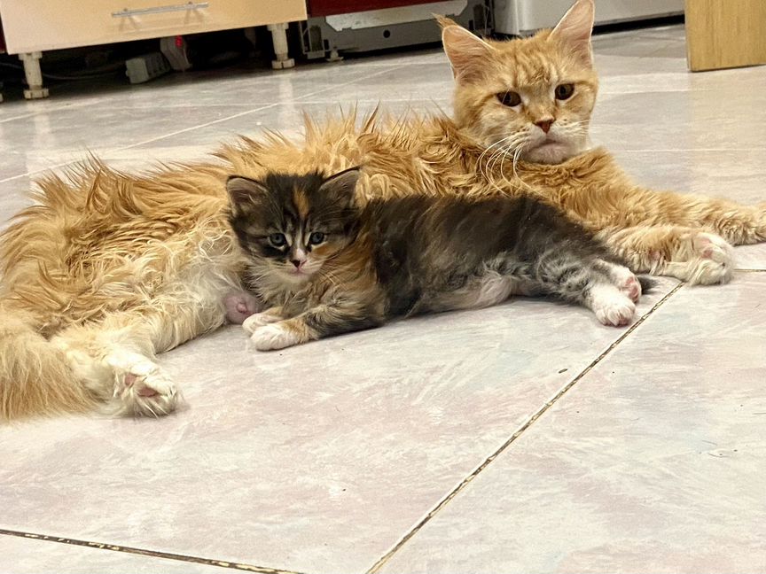 Котенок мейн-кун
