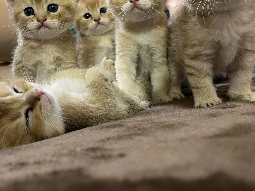 Котята золотая шиншилла