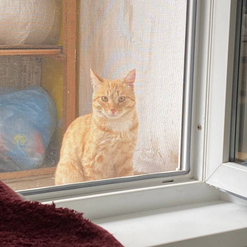 Рыжий котик мальчик