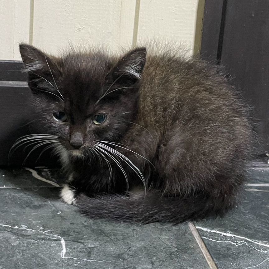 Отдам в добрые руки котёнка