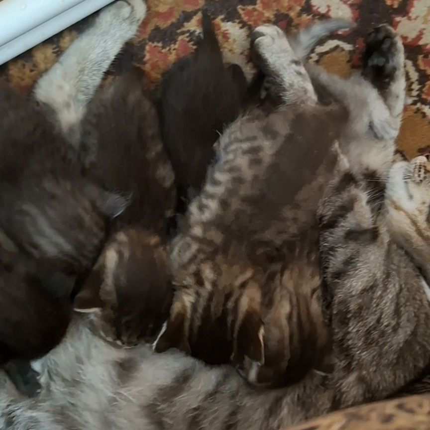 Отдам котят в добрые руки