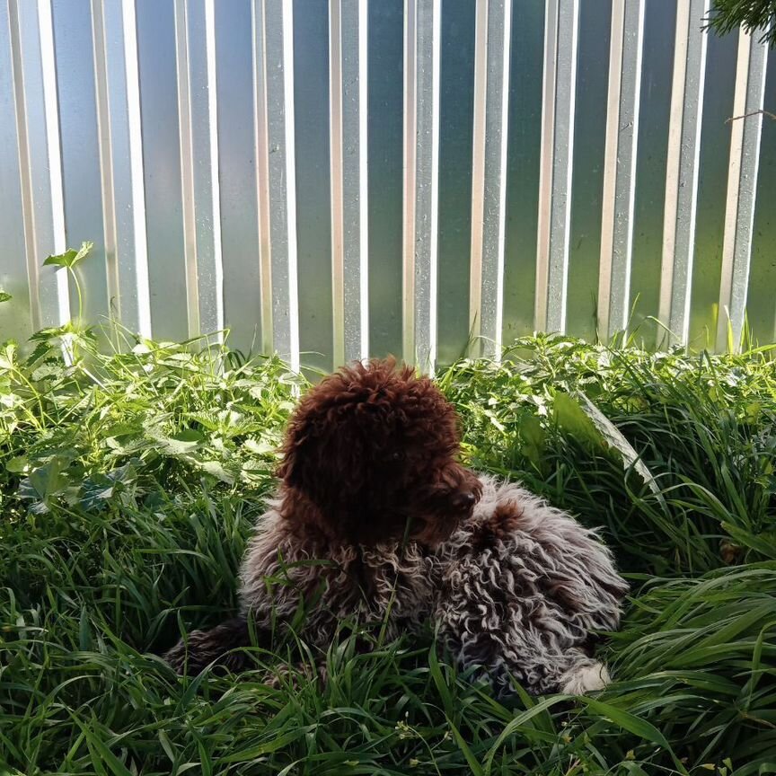 Девочка Лаготто Романьоло Италия Трюфель