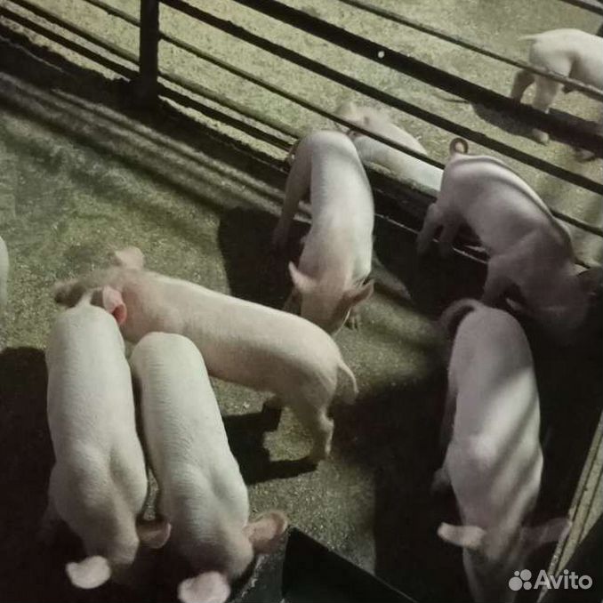 Поросенок ландрас