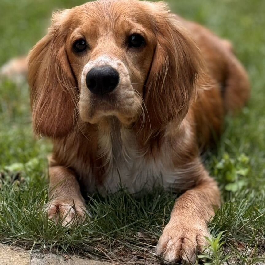 Случка собак кокер спаниель