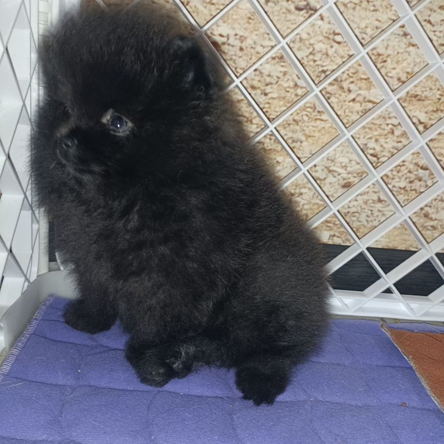 Кукольный мини шпиц