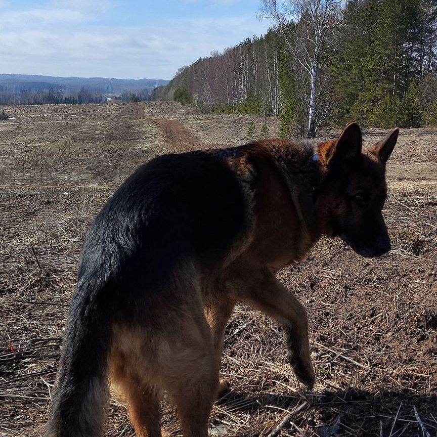Немецкая овчарка, взрослый пёс