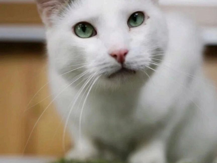 Кот Сасик в добрые руки