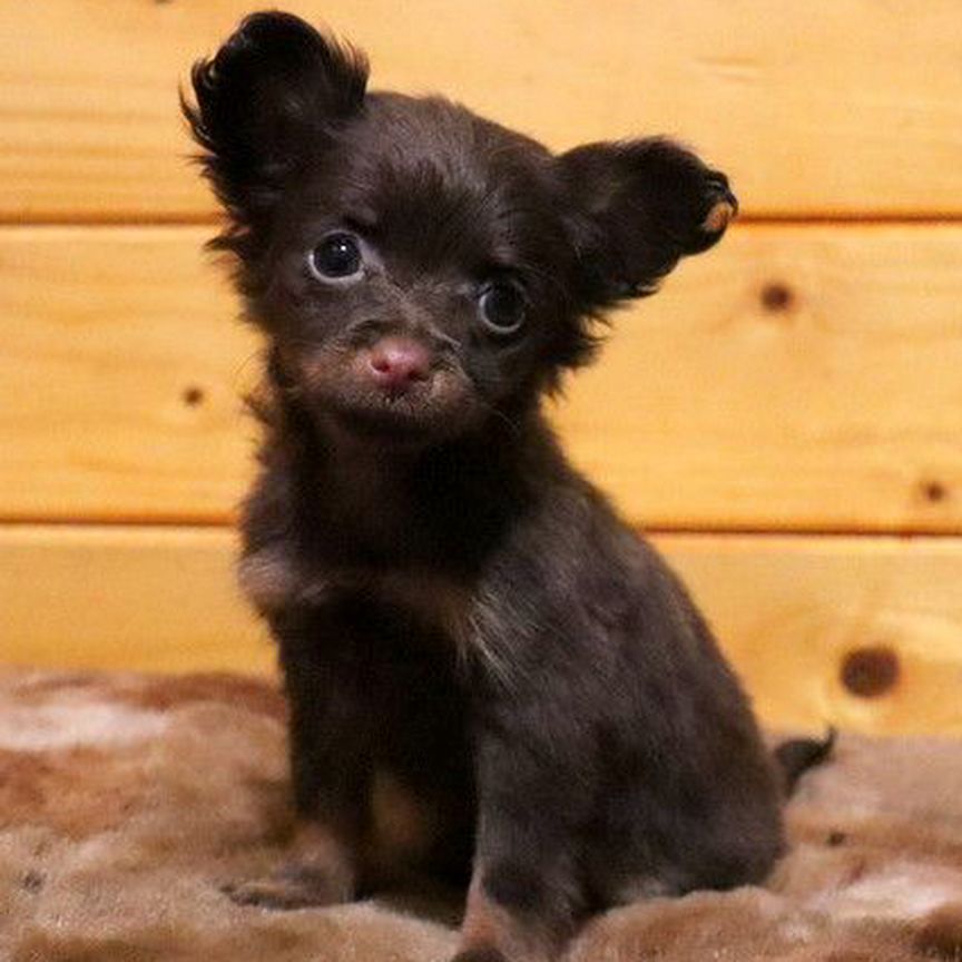 Русский той-терьер, щенок