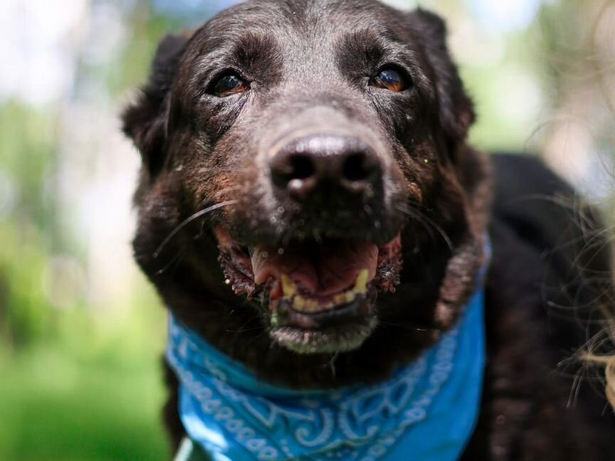 Блэк-деликатный и спркойный юноша ищет дом